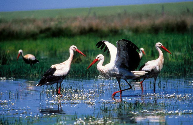Birdwatching Spain, National Park Spain, Birds Spain, Monfrague ...
